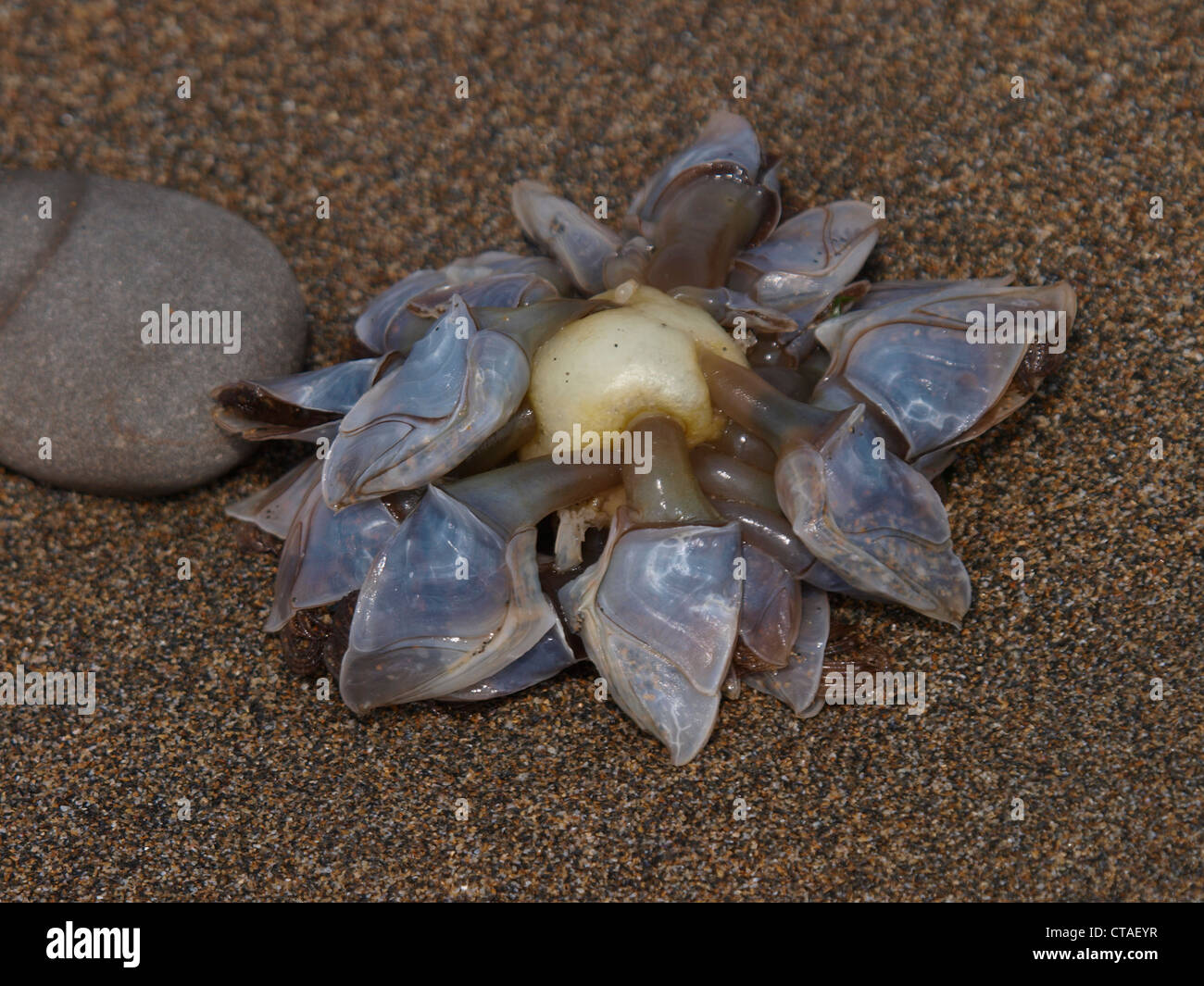 Goose Barnacle, Lepas anatifera, UK Stock Photo - Alamy