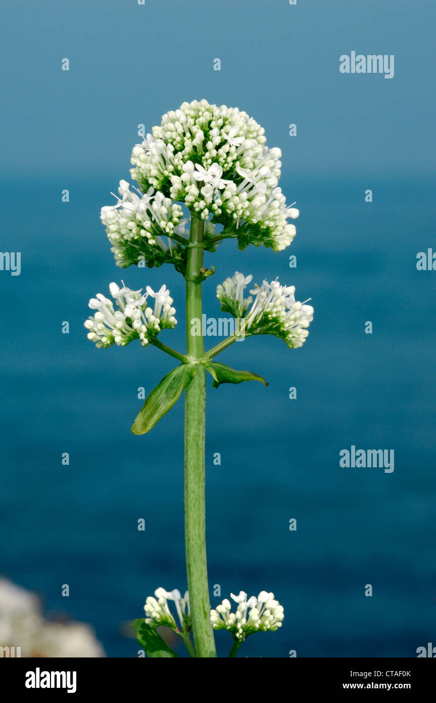 RED VALERIAN, WHITE FORM Centranthus ruber (Valerianaceae Stock Photo ...