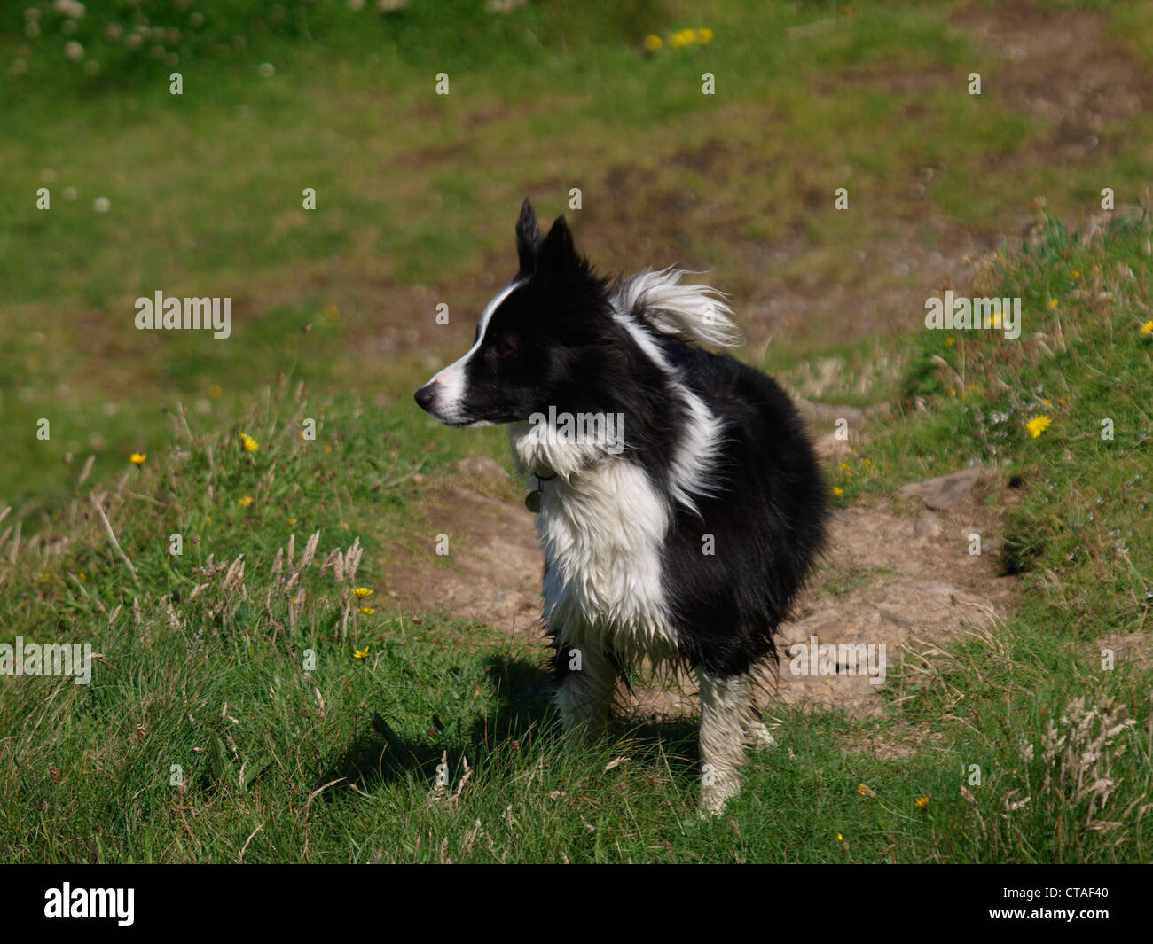 Border collie, UK Stock Photo - Alamy
