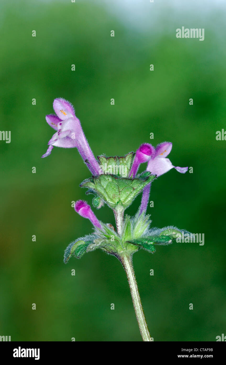HENBIT DEAD-NETTLE Lamium amplexicaule (Lamiaceae Stock Photo - Alamy