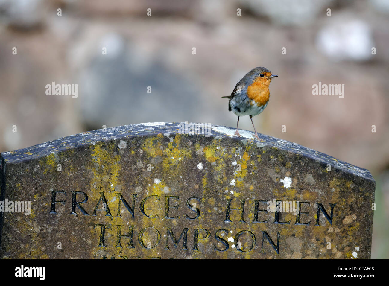 Robin stone hi-res stock photography and images - Alamy