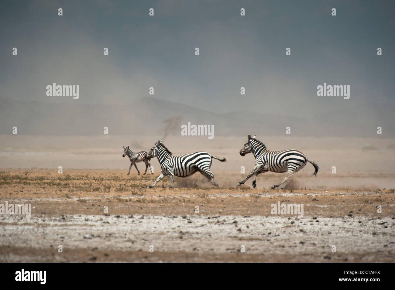 Zebra kicking up dust as they charge across a salt pan in Amboseli ...