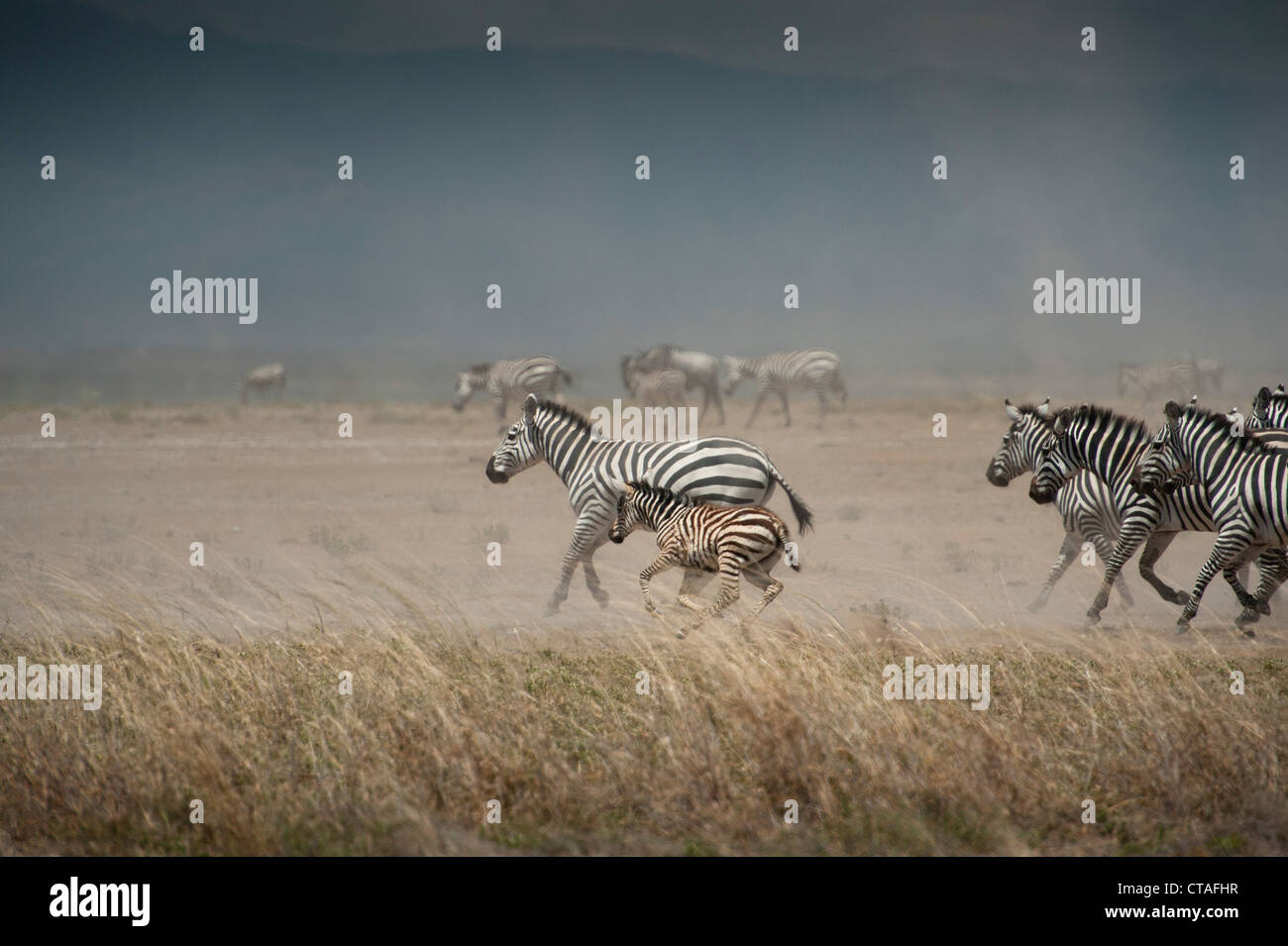 Safari amboseli hi-res stock photography and images - Alamy
