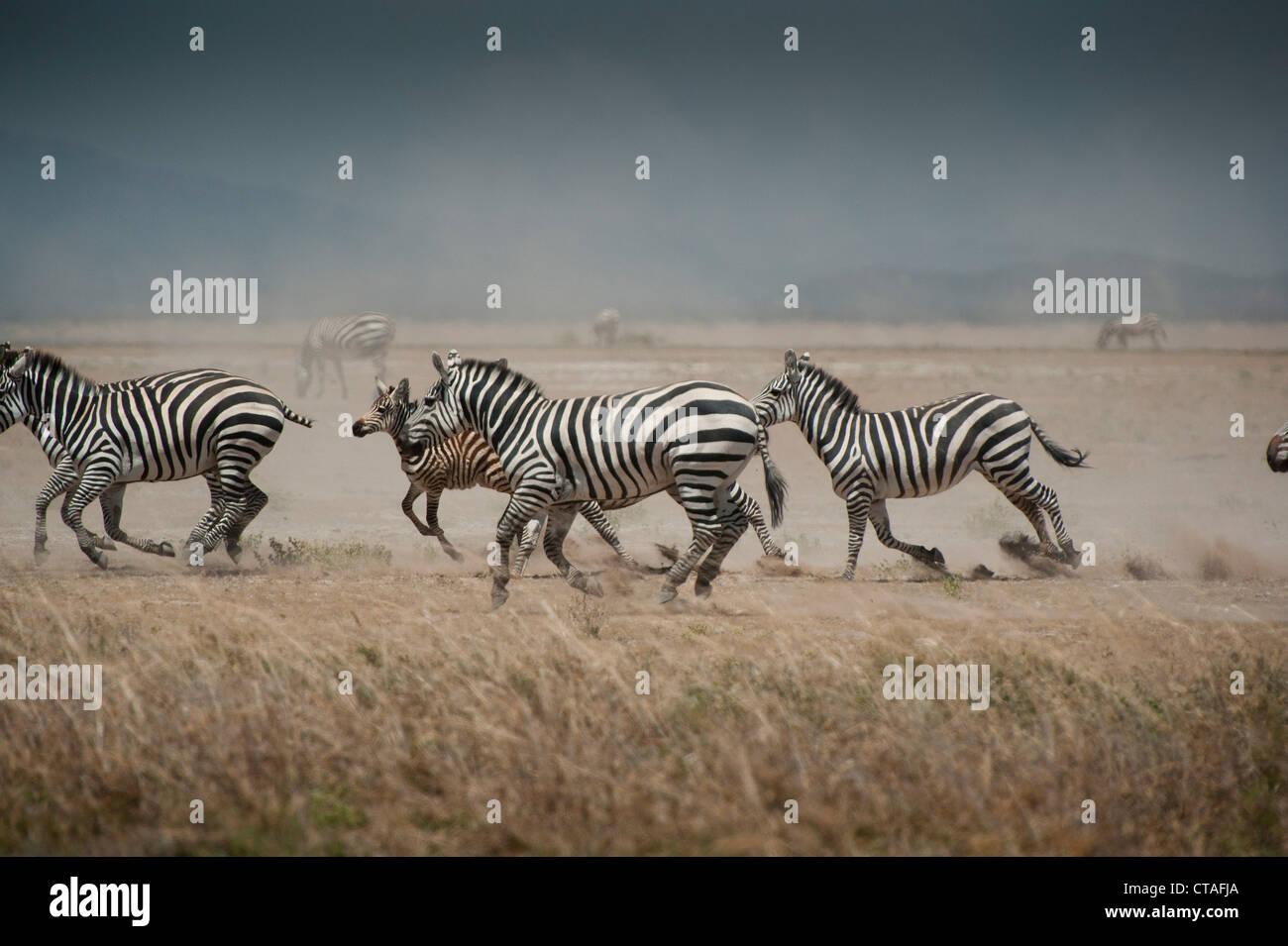 Zebra kicking hi-res stock photography and images - Alamy
