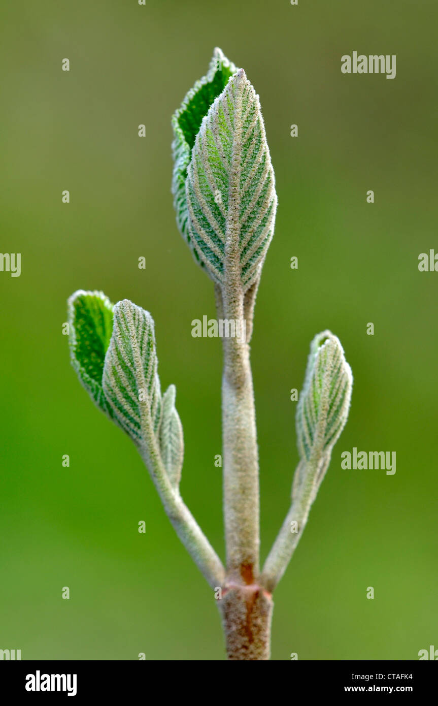 Wayfarer or wayfaring tree hi-res stock photography and images - Alamy