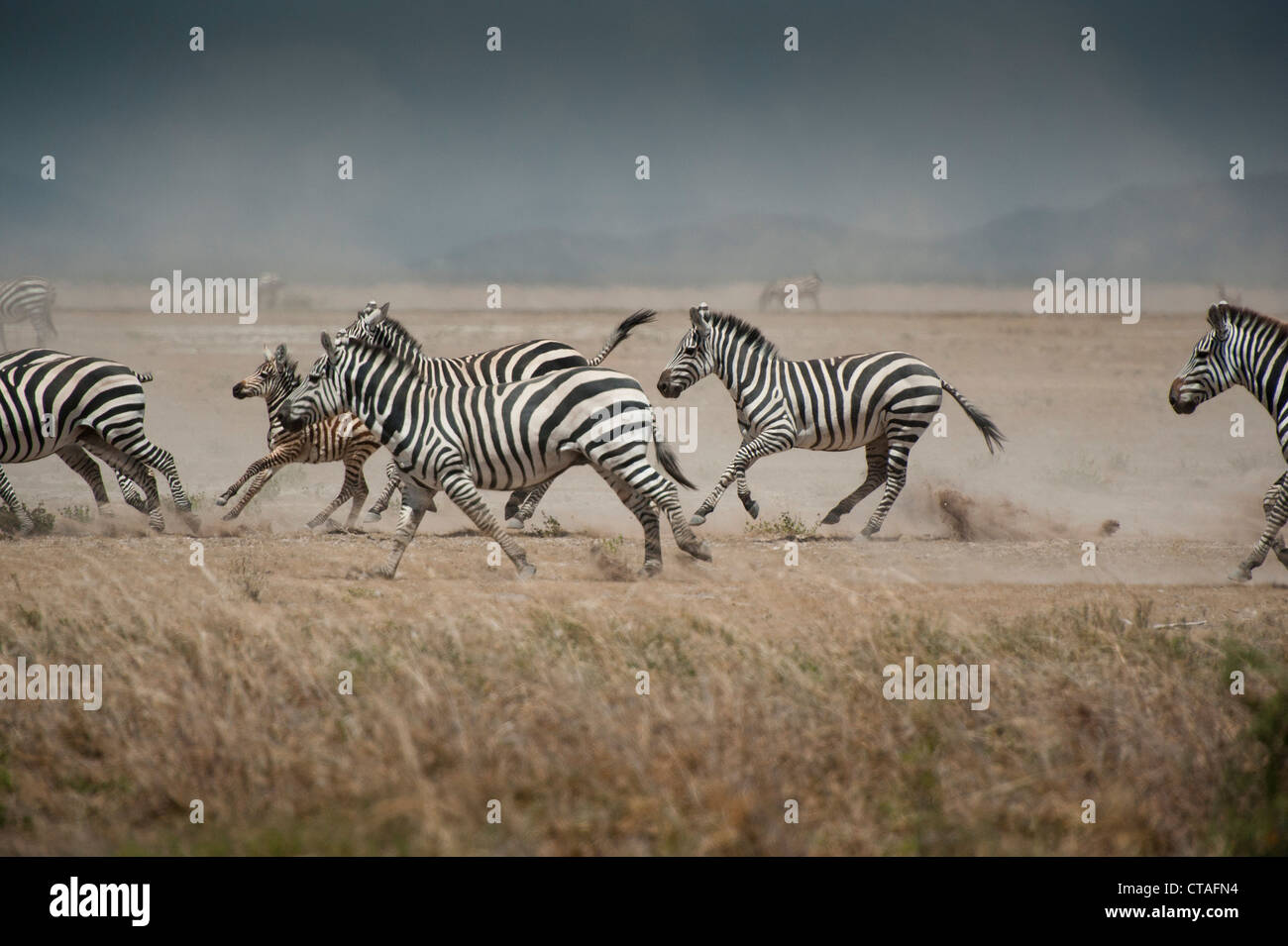 Zebra kicking up dust as they charge across a salt pan in Amboseli ...