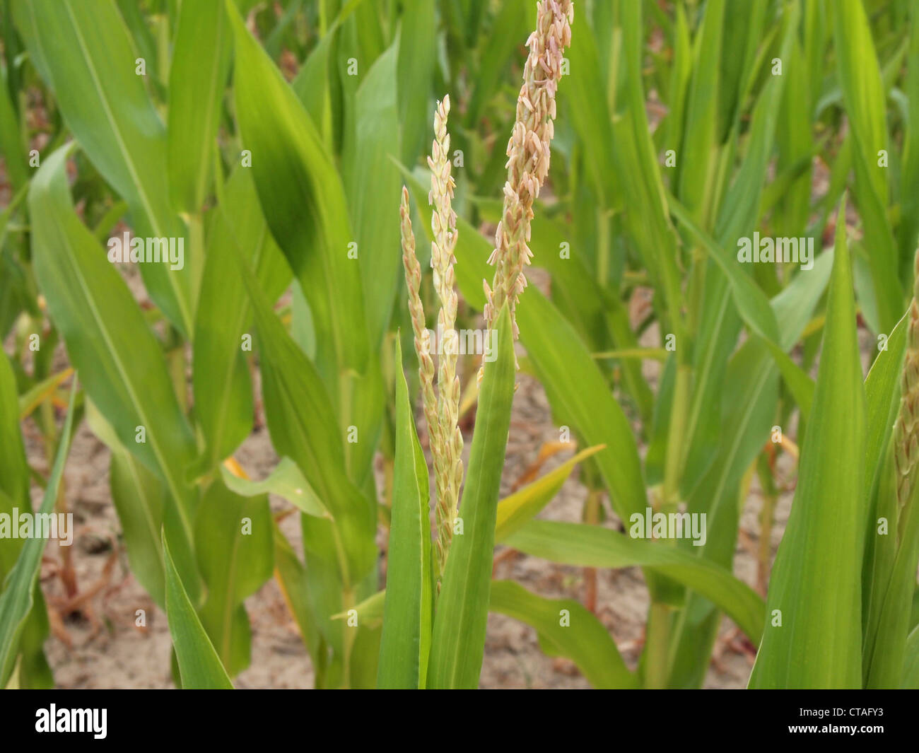 Corn stalks tassels hi-res stock photography and images - Alamy