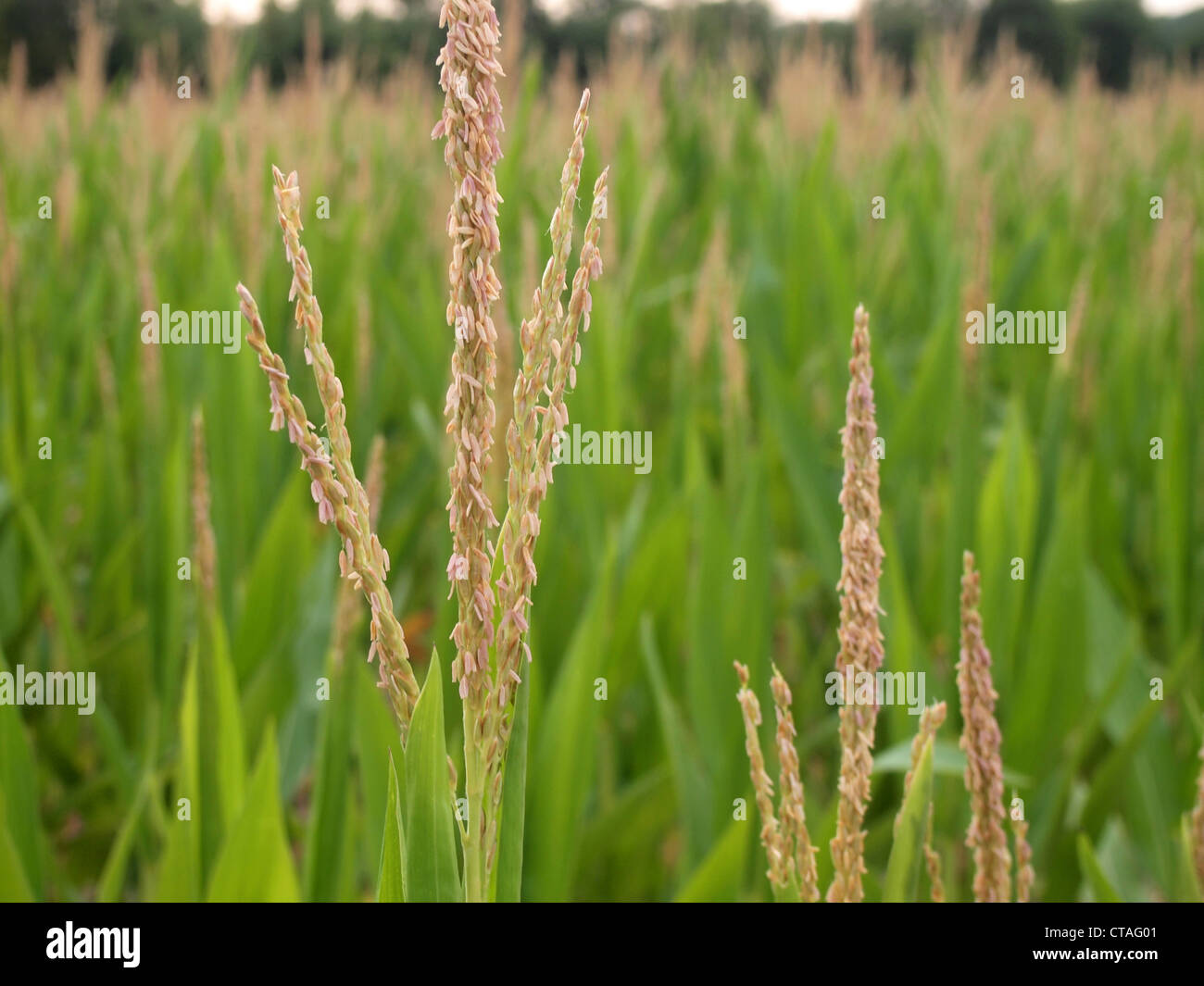 Corn stalks tassels hi-res stock photography and images - Alamy