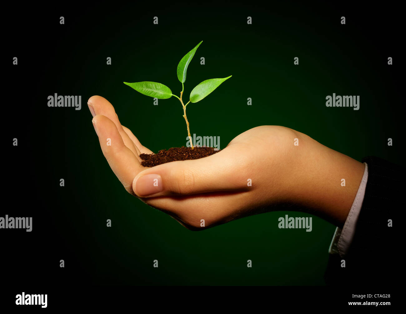 Young sprout in a hand Stock Photo - Alamy