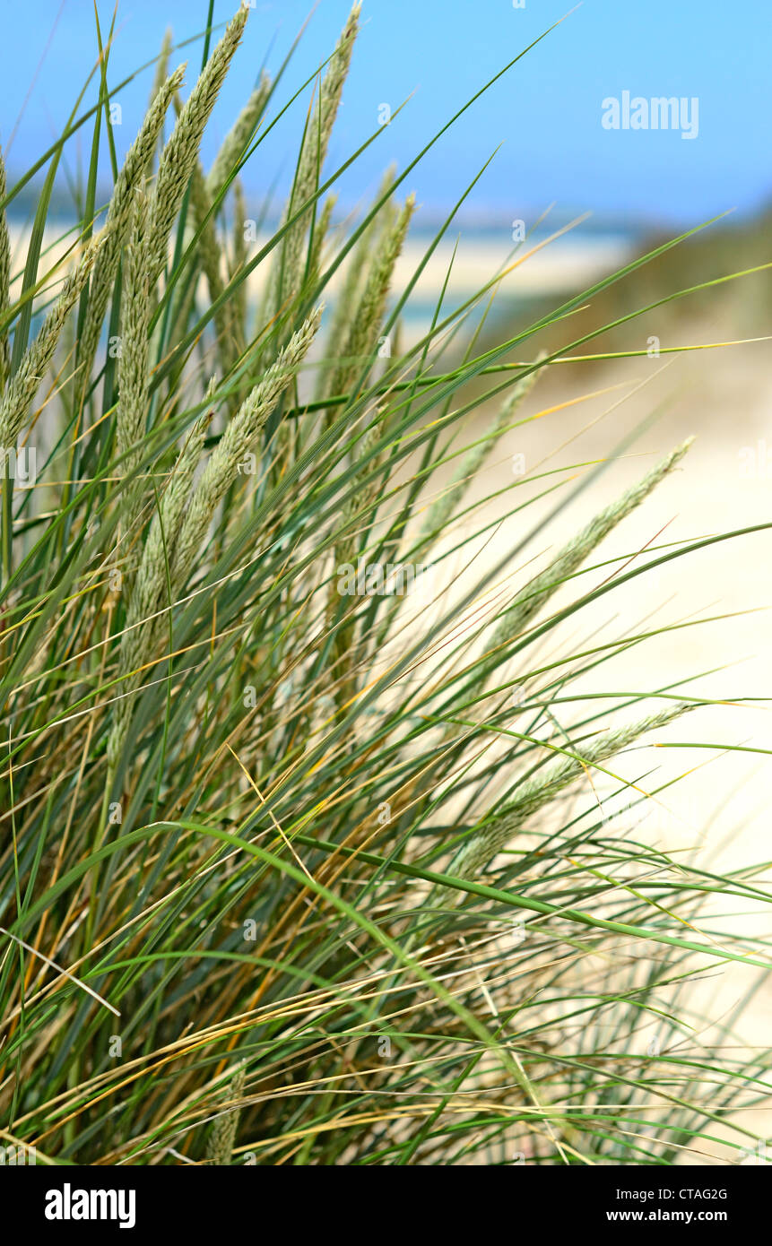 sand dune grass Stock Photo - Alamy