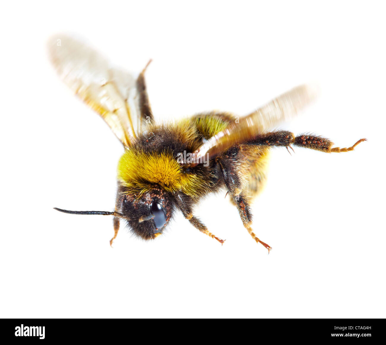 bumblebee on white background Stock Photo - Alamy