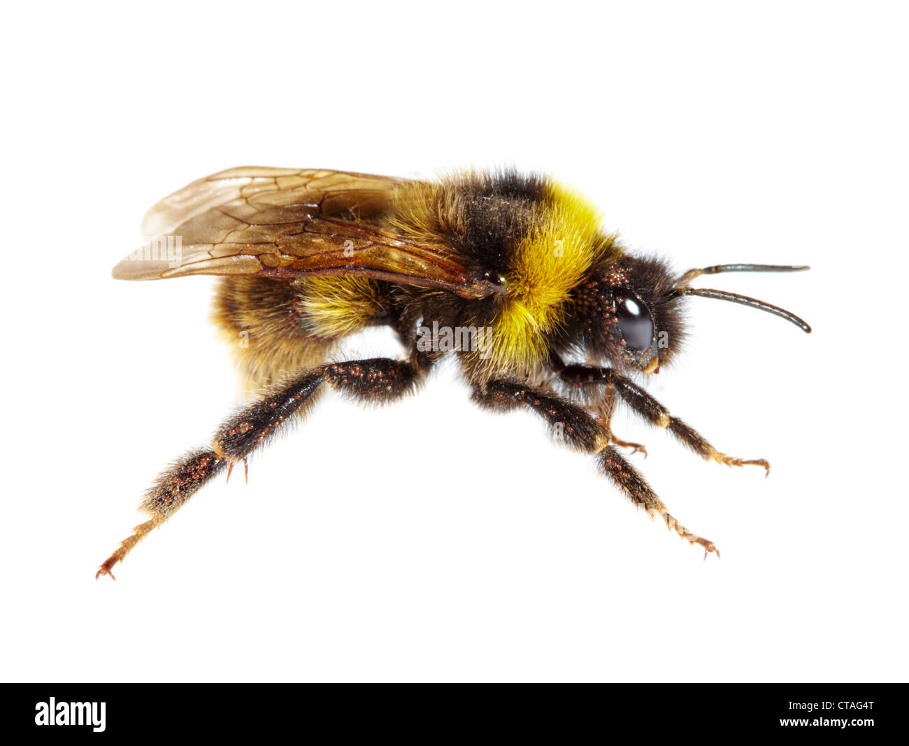 Bumblebee on white Cut Out Stock Images & Pictures - Alamy