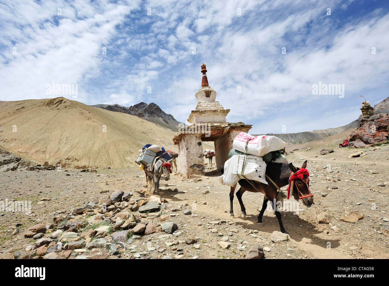 Animals in ladakh hi-res stock photography and images - Alamy
