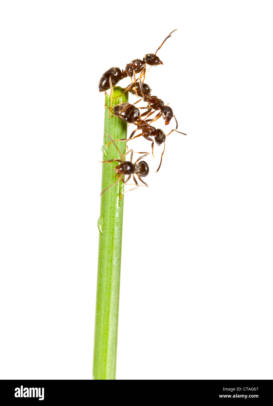 Ants on a green grass. On a white background Stock Photo - Alamy