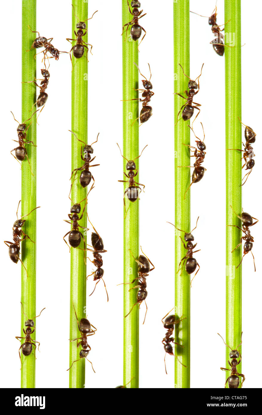 Ants on a green grass. On a white background Stock Photo - Alamy