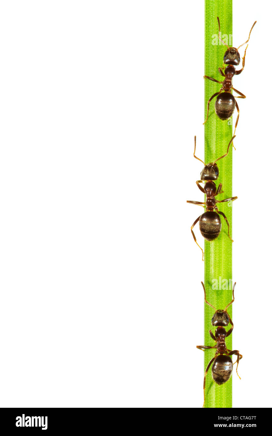 Grass with ants Cut Out Stock Images & Pictures - Alamy