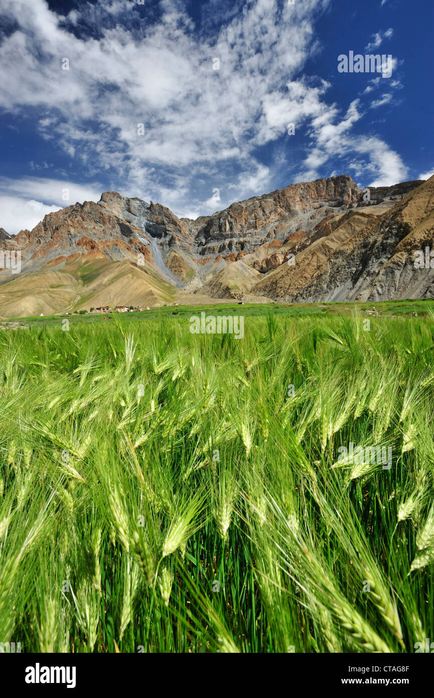 Village of Gongma with corn fields, Zanskar Range Traverse, Zanskar ...