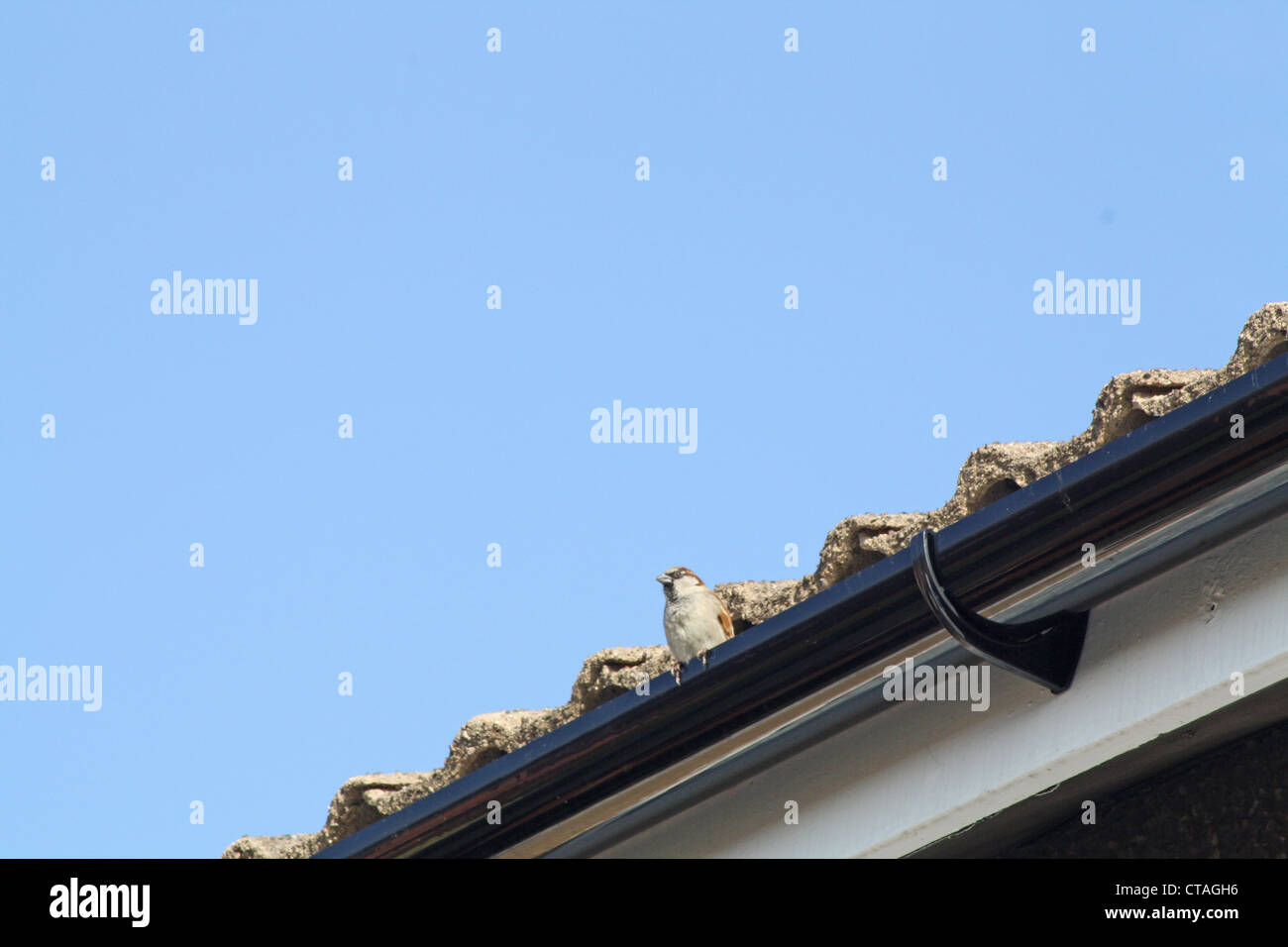 House Sparrow Eating High Resolution Stock Photography and Images - Alamy