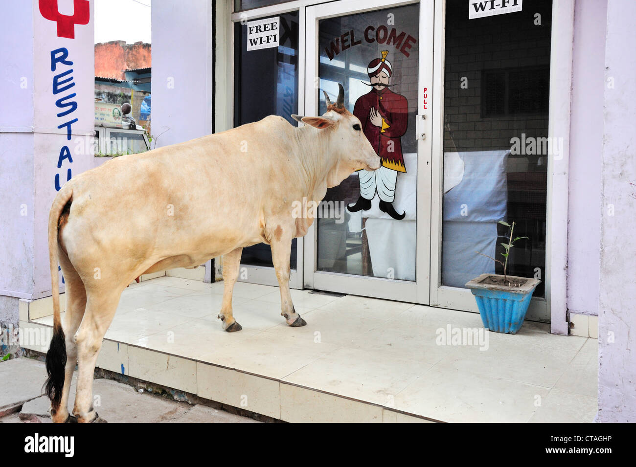 Holy cow in front of entrance to restaurant with advertisement for free ...