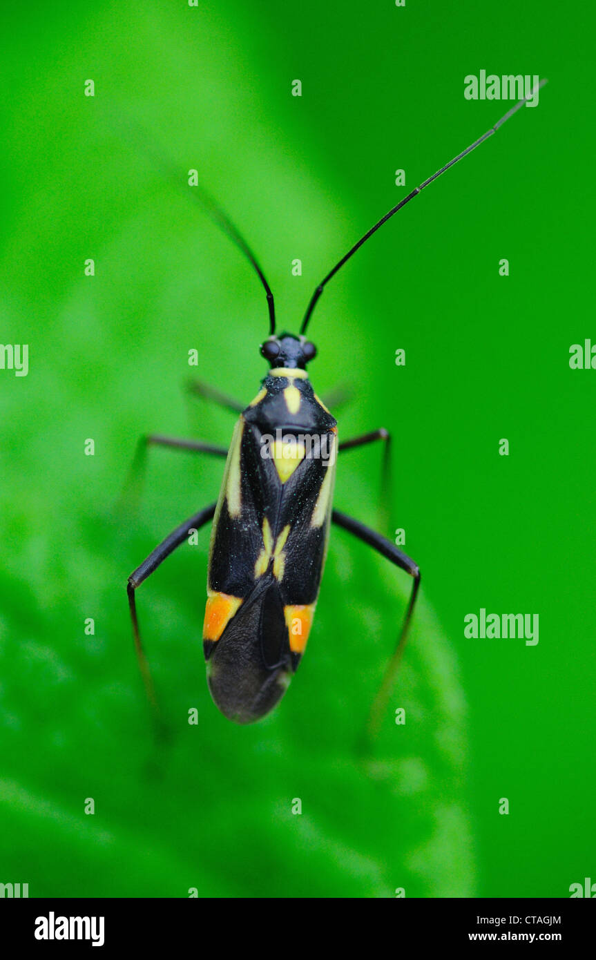 A mirid bug UK Stock Photo - Alamy