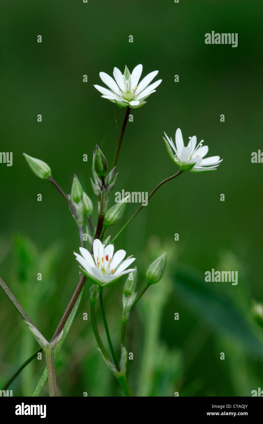 Lesser stitchwort hi-res stock photography and images - Alamy