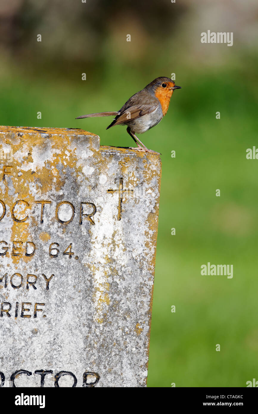 Bird On Grave High Resolution Stock Photography and Images - Alamy