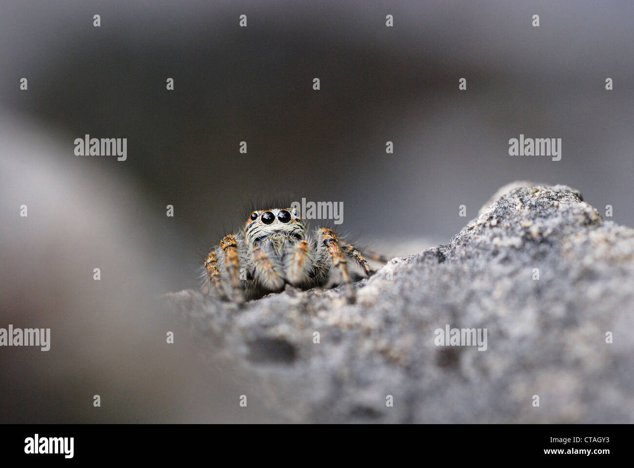 Jumping spider stalking for a prey Stock Photo - Alamy