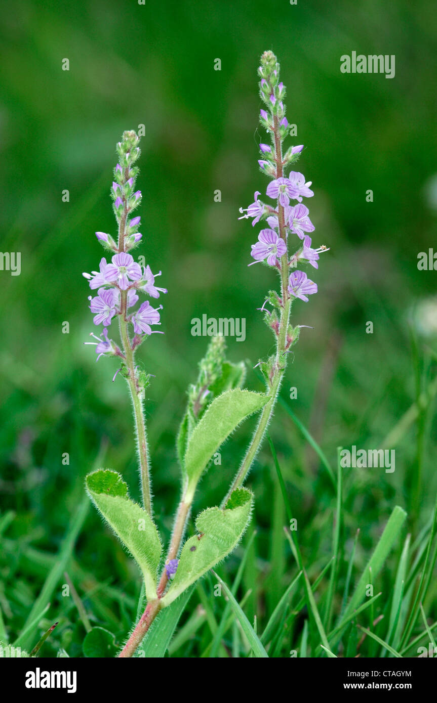 Flowering Heath Speedwell High Resolution Stock Photography and Images ...