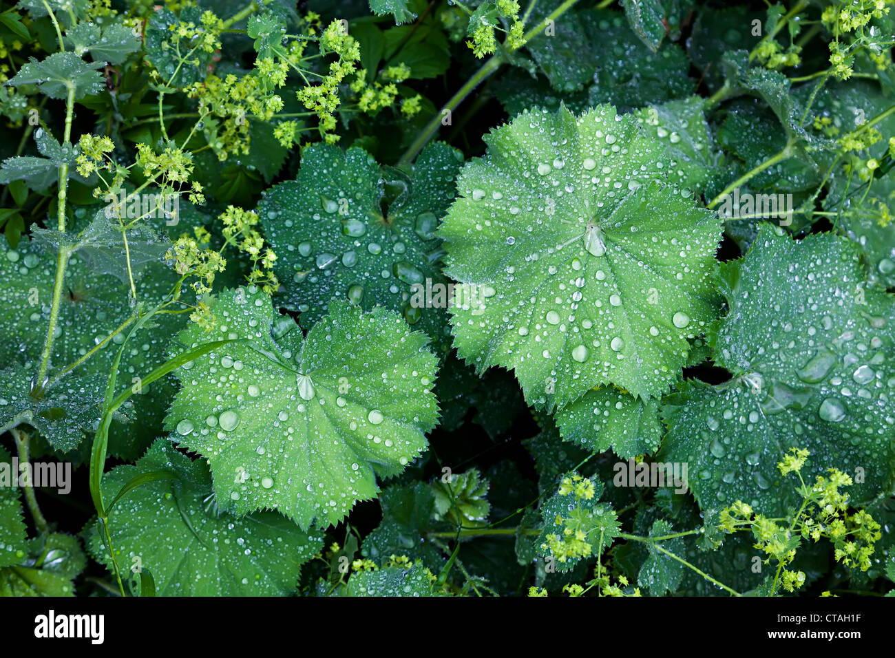 Rain garden uk hi-res stock photography and images - Alamy