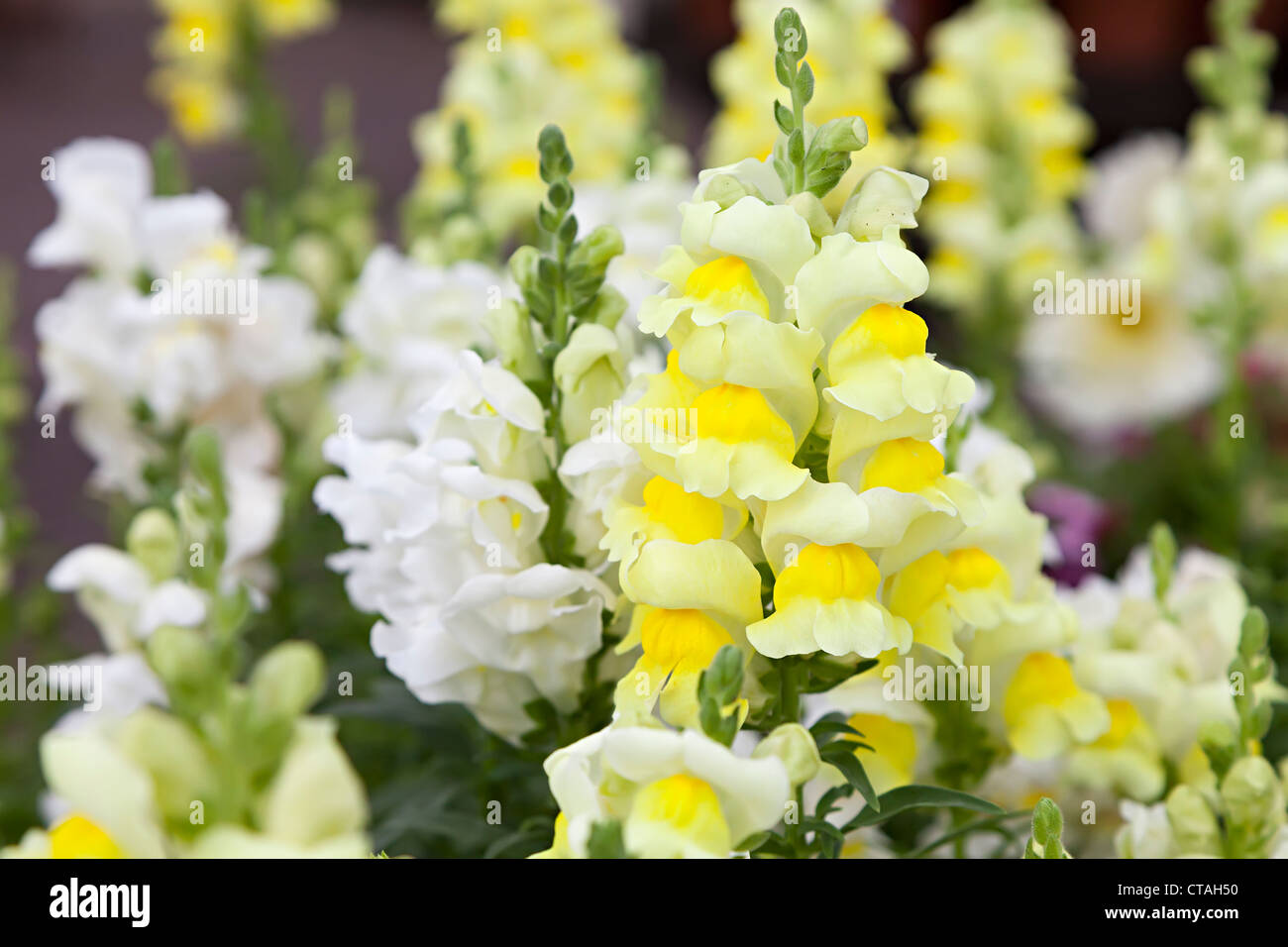 Snapdragon white flower hi-res stock photography and images - Alamy