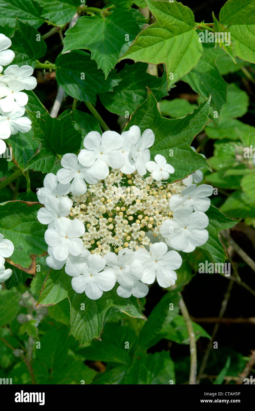 GUELDER-ROSE Viburnum opulus (Caprifoliaceae Stock Photo - Alamy