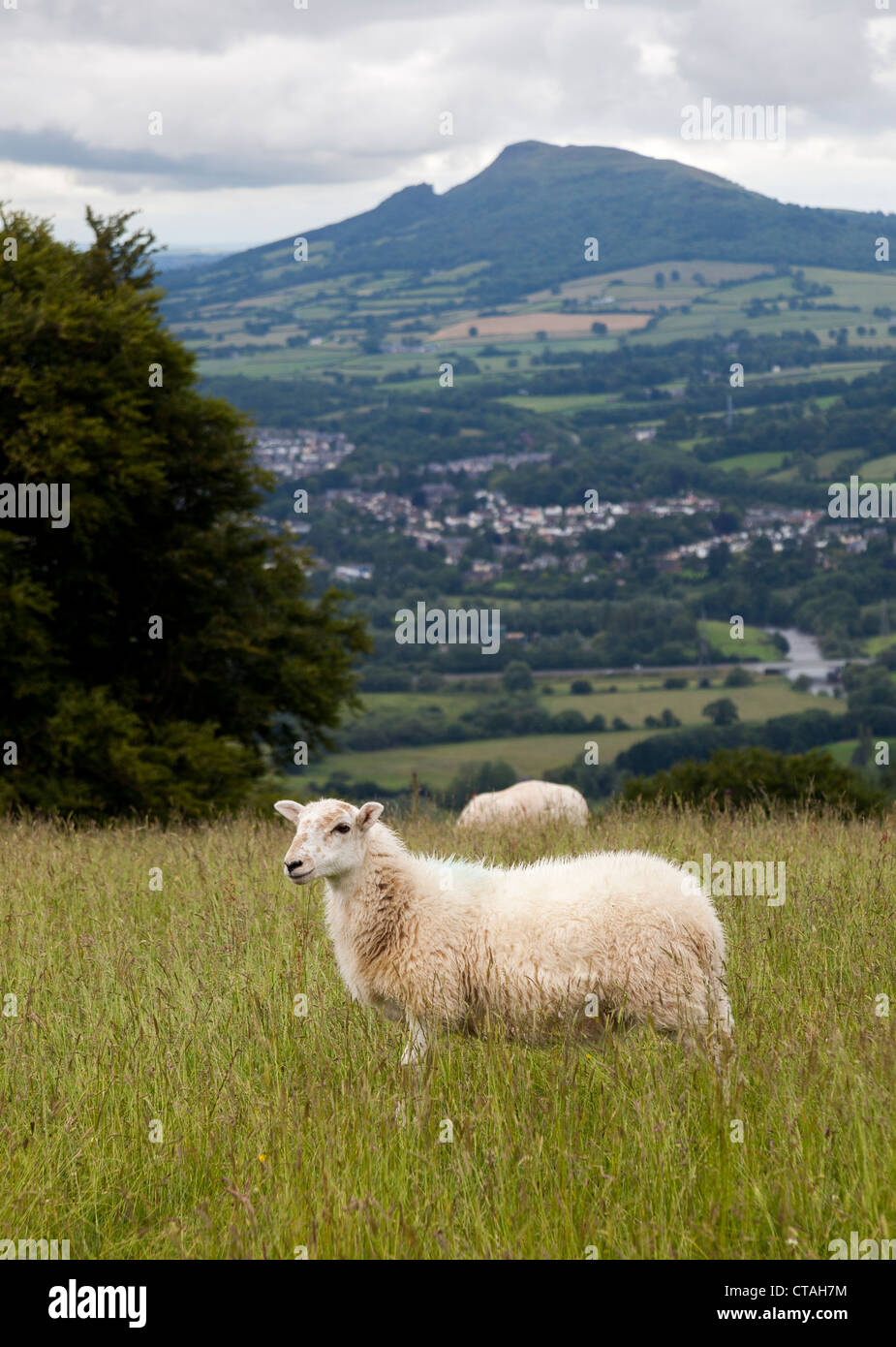 Welsh sheep in meadow with Abergavenny and the Skirrid mountain in the ...