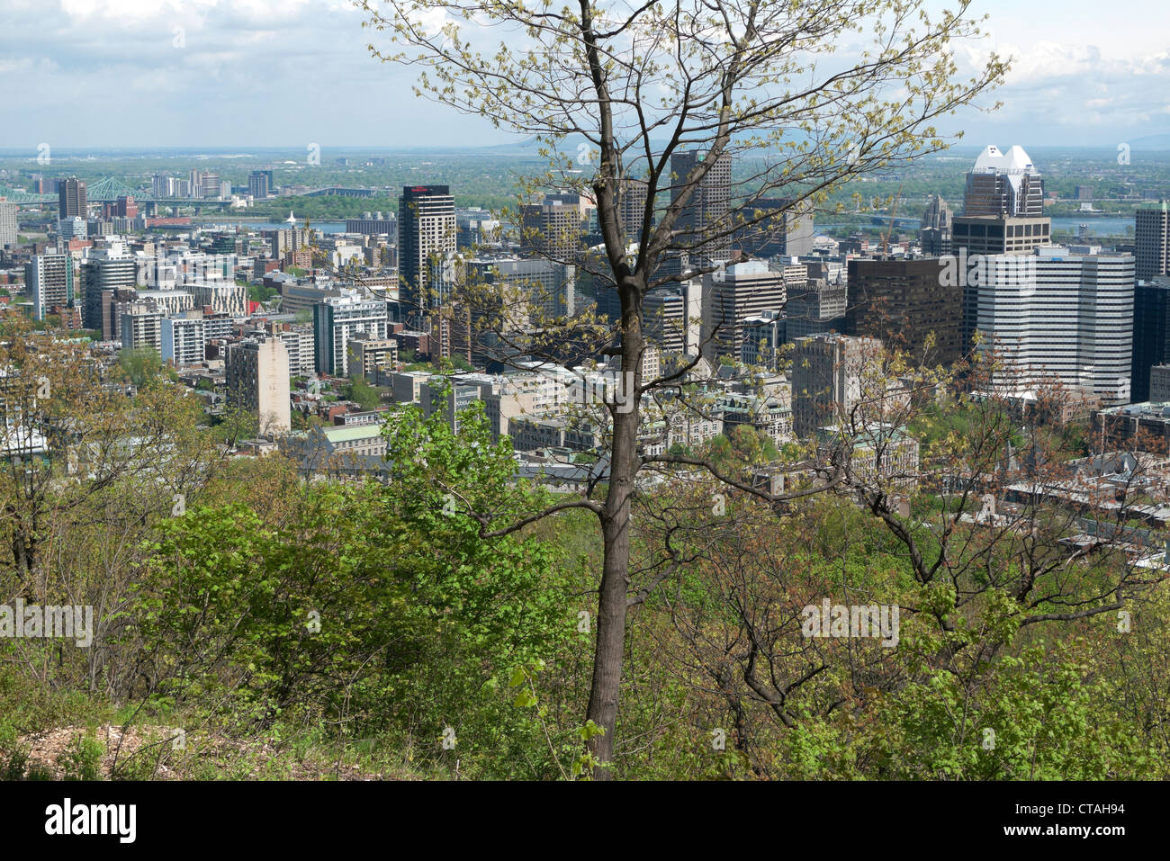View of city of Montreal below the spring foliage of Mont Royal park ...