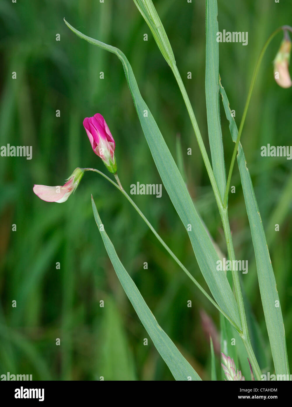 GRASS VETCHLING Lathyrus nissolia (Fabaceae Stock Photo - Alamy