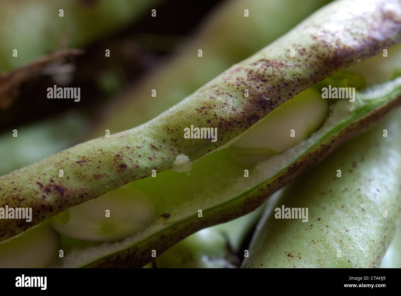 a close up image showing the open pod of broad beans Stock Photo - Alamy