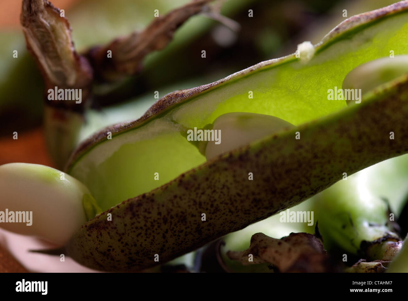 close up detail of broad beans in open pod Stock Photo - Alamy