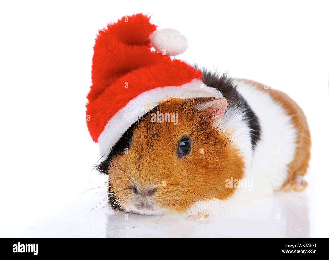 Rodent in a red cap Stock Photo - Alamy