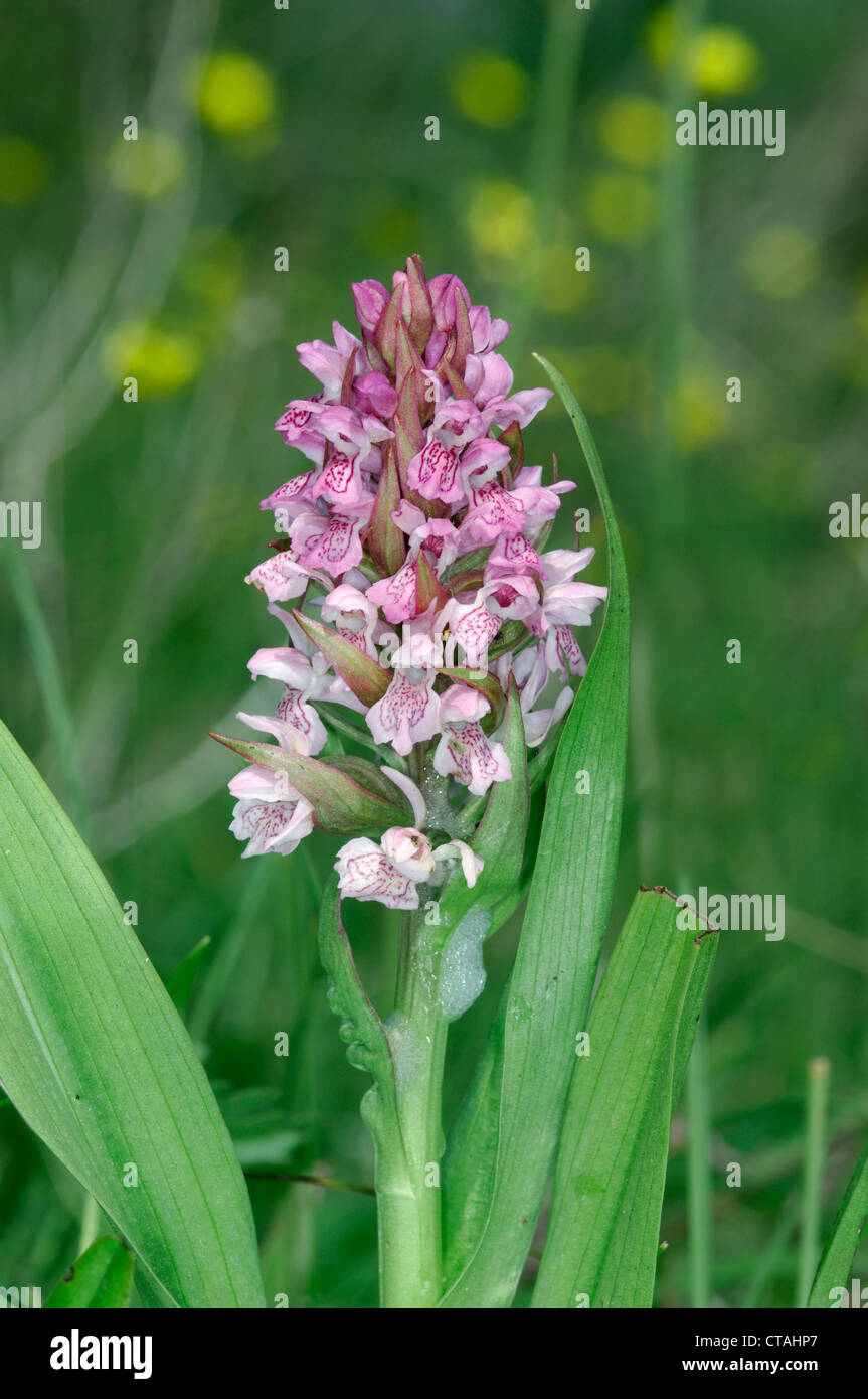 EARLY MARSH-ORCHID Dactylorhiza incarnata (Orchidaceae Stock Photo - Alamy