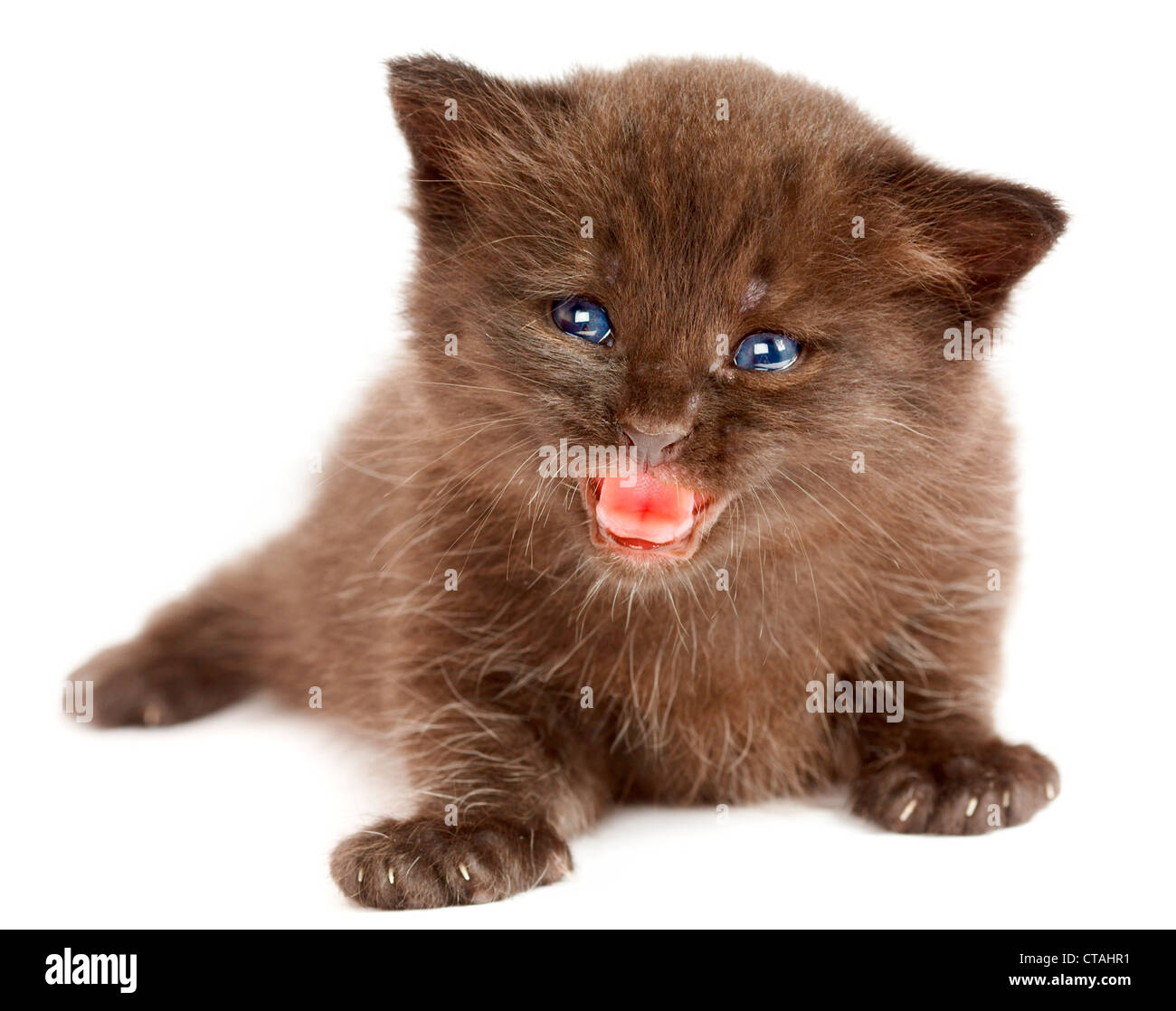Small kitten on a white background Stock Photo - Alamy
