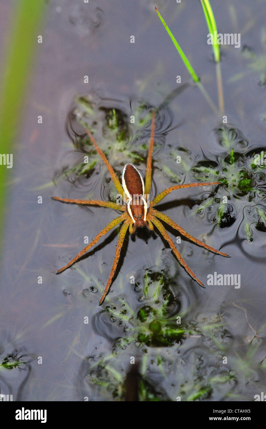 Raft spider hi-res stock photography and images - Alamy