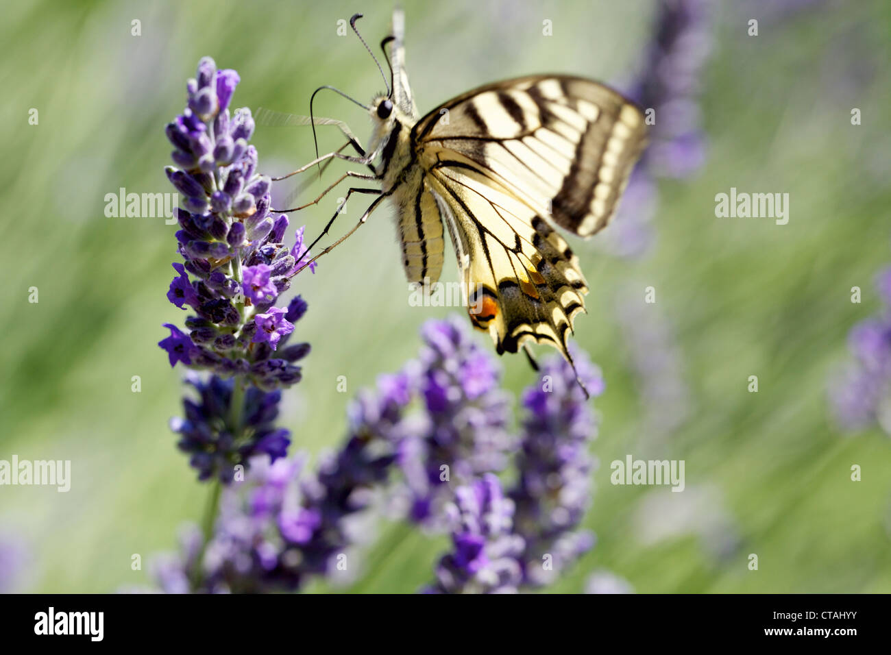 A Swallowtail butterfly feeding on a wild lavender flower Stock Photo ...