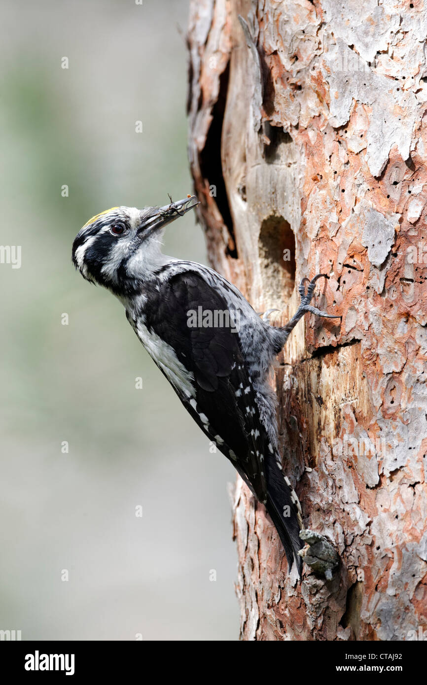 Three-toed woodpecker, Picoides tridactylus, single male at nest ...