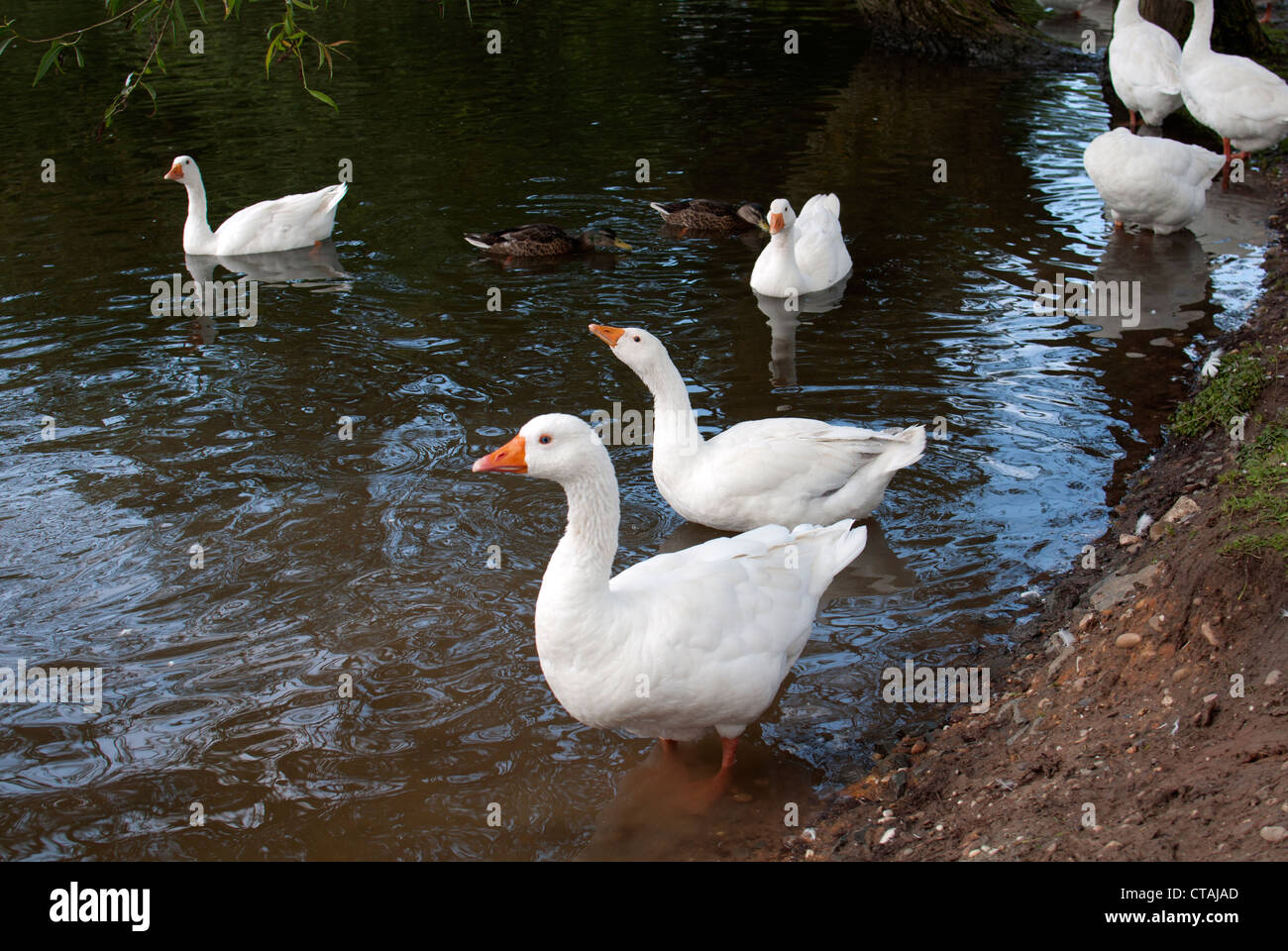 Hillfield park solihull hi-res stock photography and images - Alamy