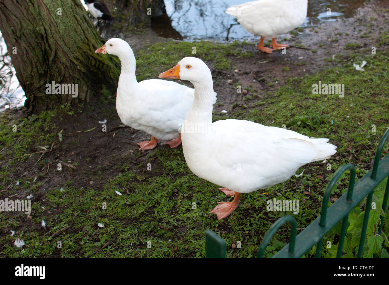 White geese at Hillfield Park Lake, Monkspath, Solihull, West Midlands ...