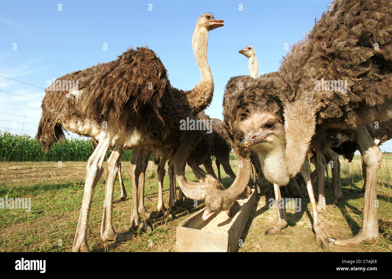 Ostriches on an ostrich farm in Brandenburg Stock Photo - Alamy