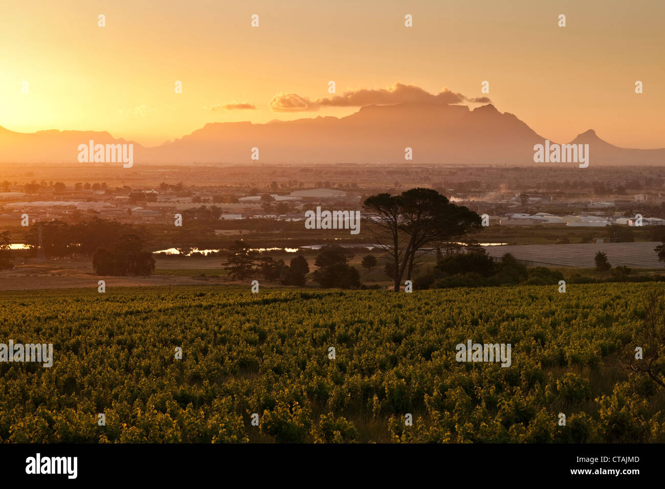 View onto vineyards of the winery Saxenburg towards Table Mountain at ...