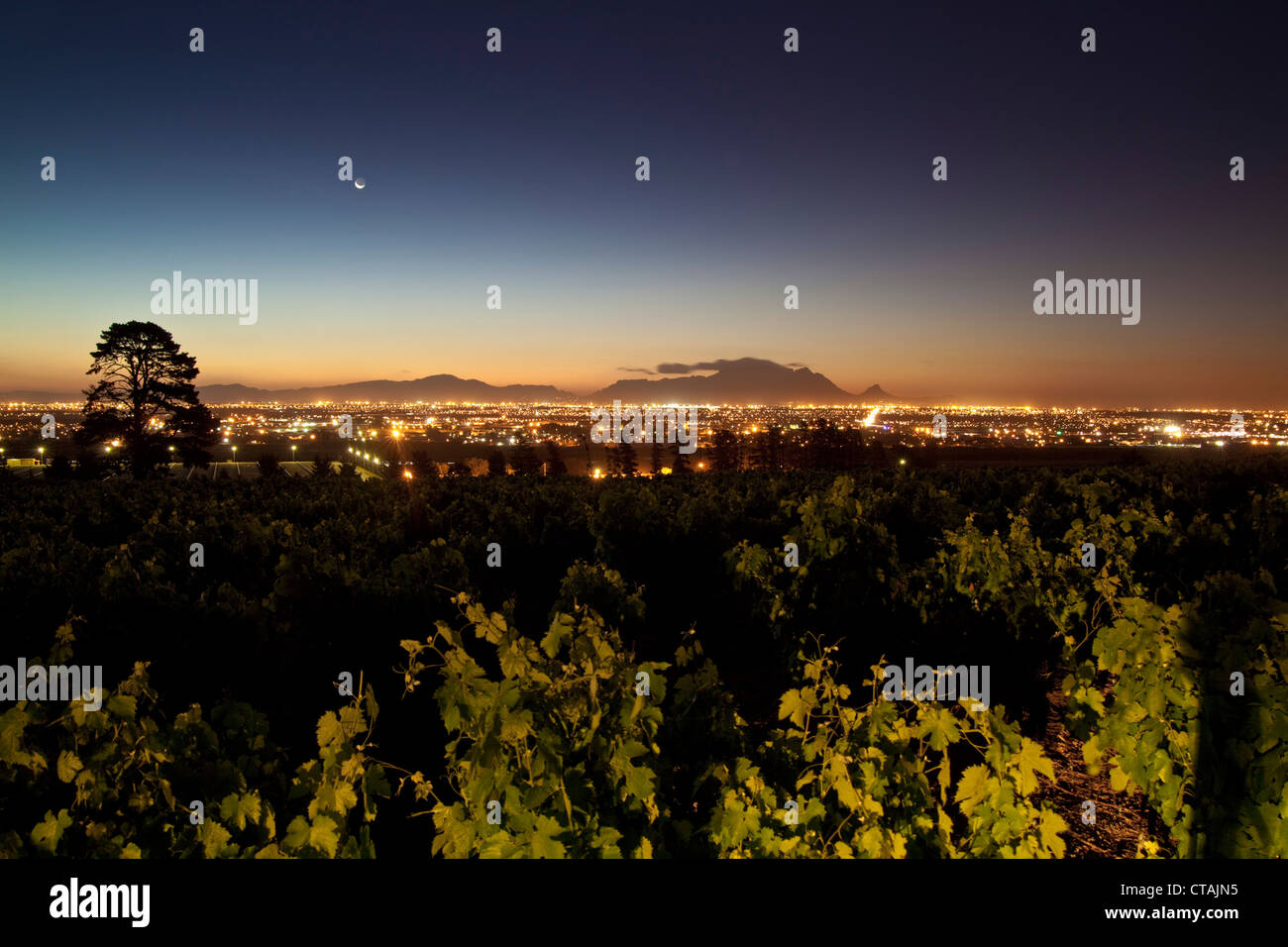 View onto vineyards of the winery Saxenburg towards Table Mountain at ...