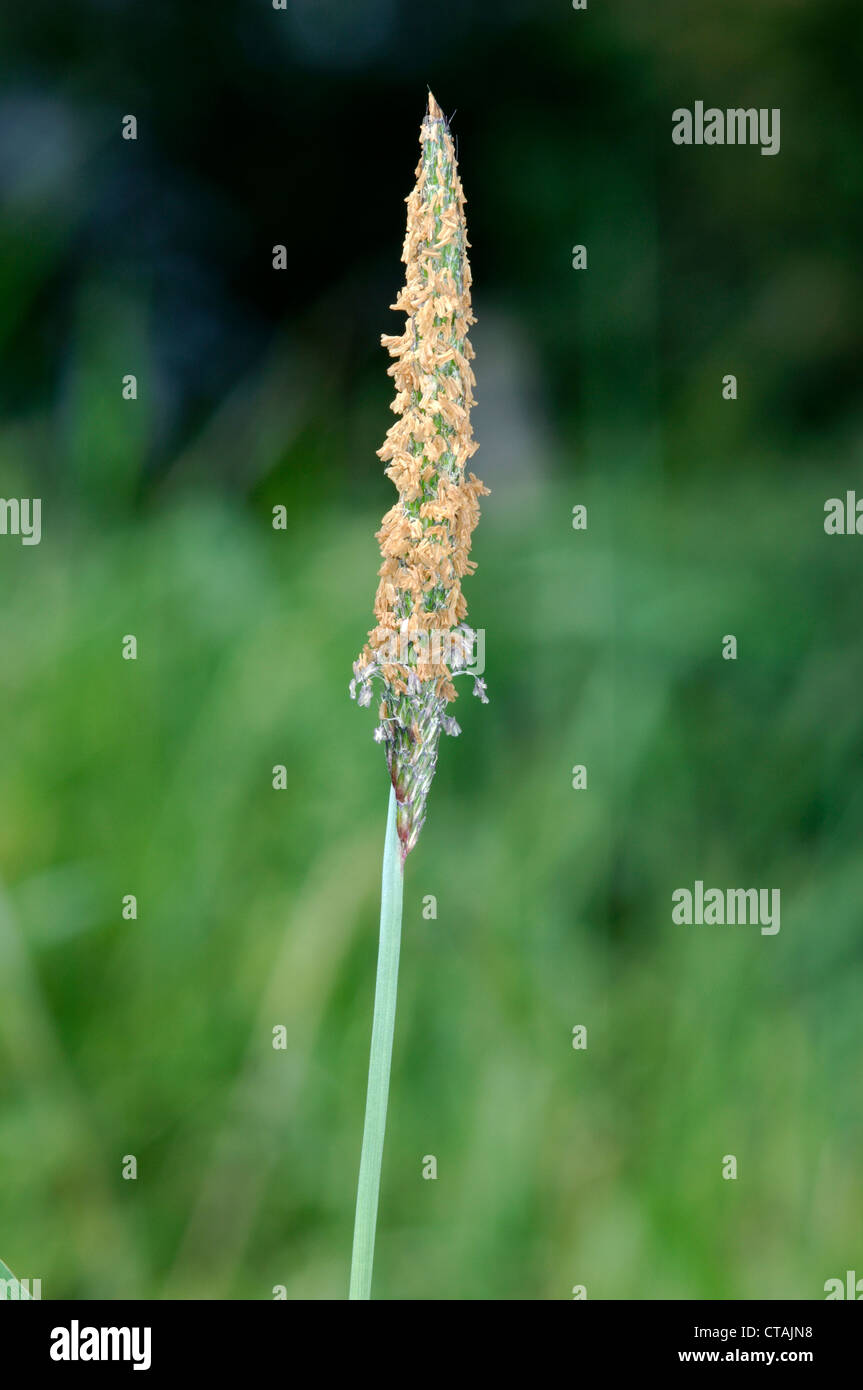 Marsh foxtail hi-res stock photography and images - Alamy