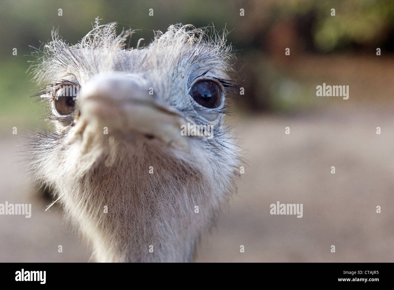 Ostriches and emus hi-res stock photography and images - Alamy