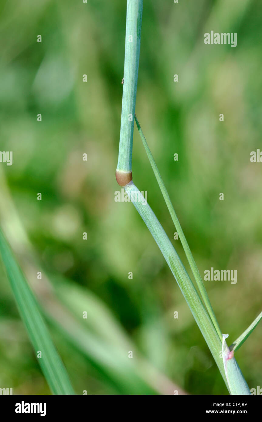 MARSH FOXTAIL Alopecurus geniculatus Stock Photo - Alamy